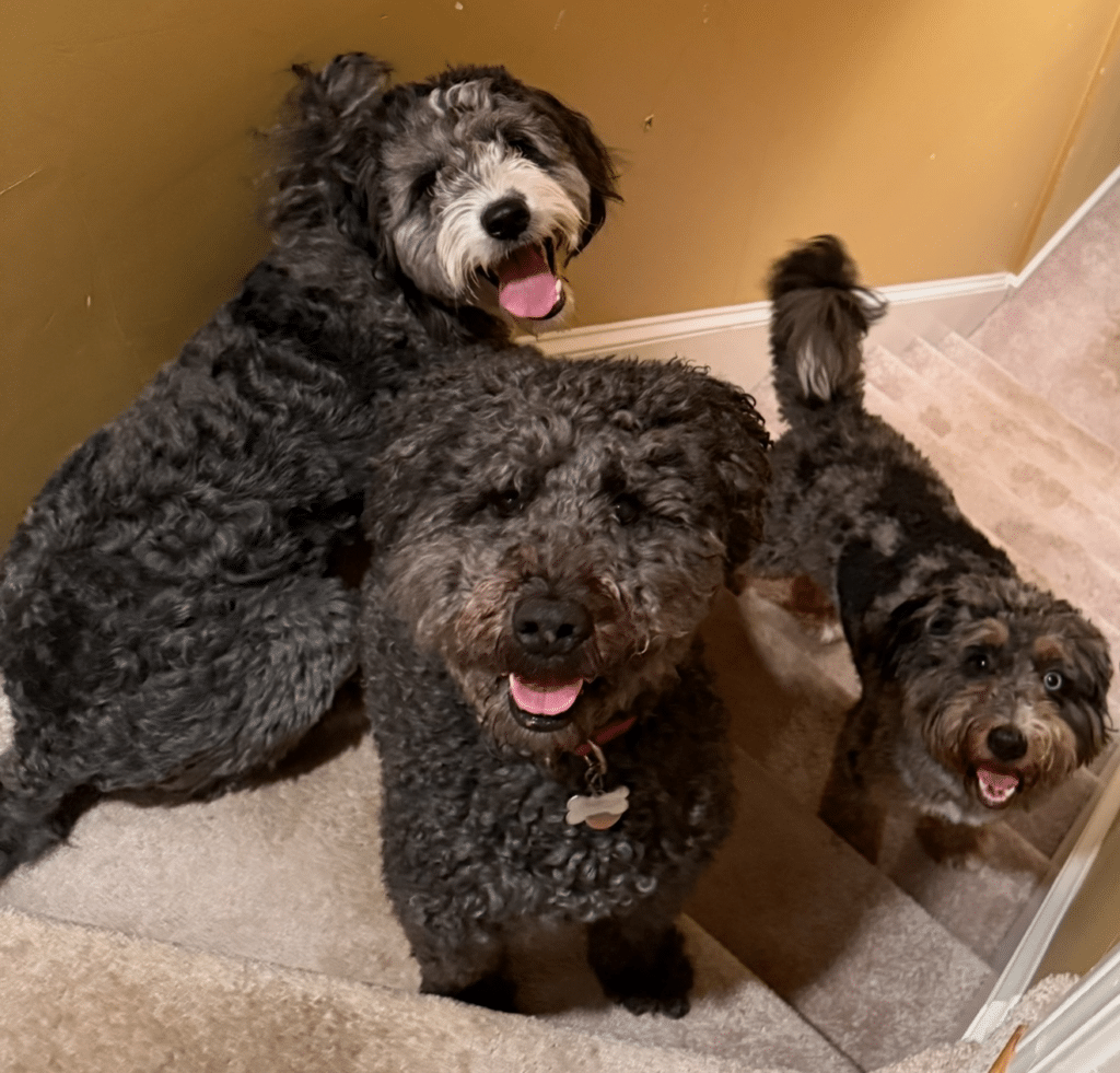 Pawmenities: Pet Care with Boutique Luxury Boarding & Daycare