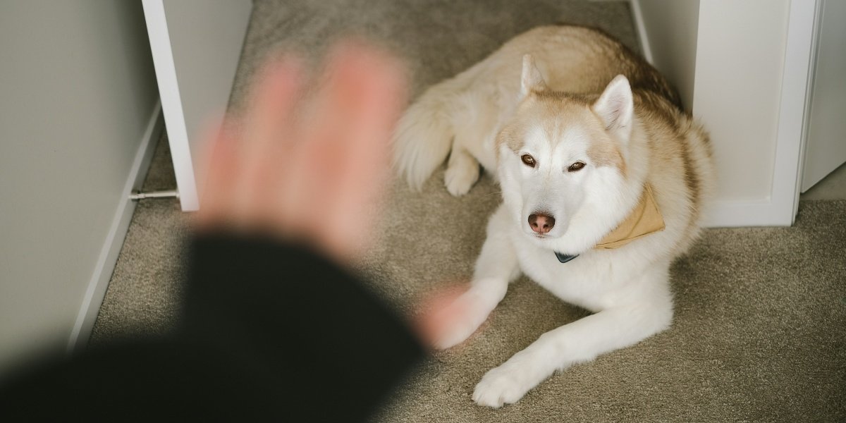 What to Know About Dog Bite Injuries and Legal Considerations - US Insider