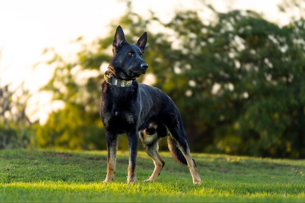 Guard Dog vs Protection Dog Explained - US Insider